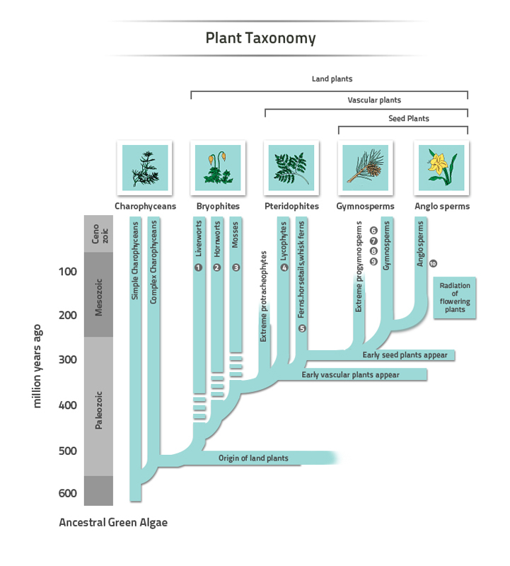 Plant Taxonomy Labster Theory Plant Taxonomy Labster Theory